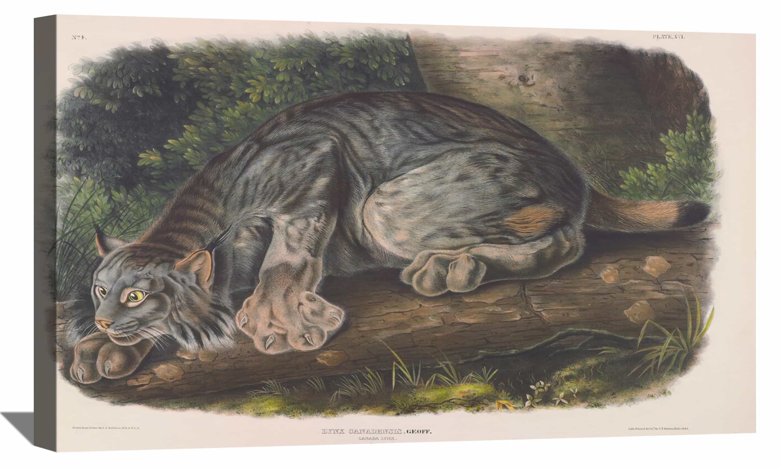 Canada Lynx Canvas Wall Art Canada Lynx Painting Jonh James Audubon Art
