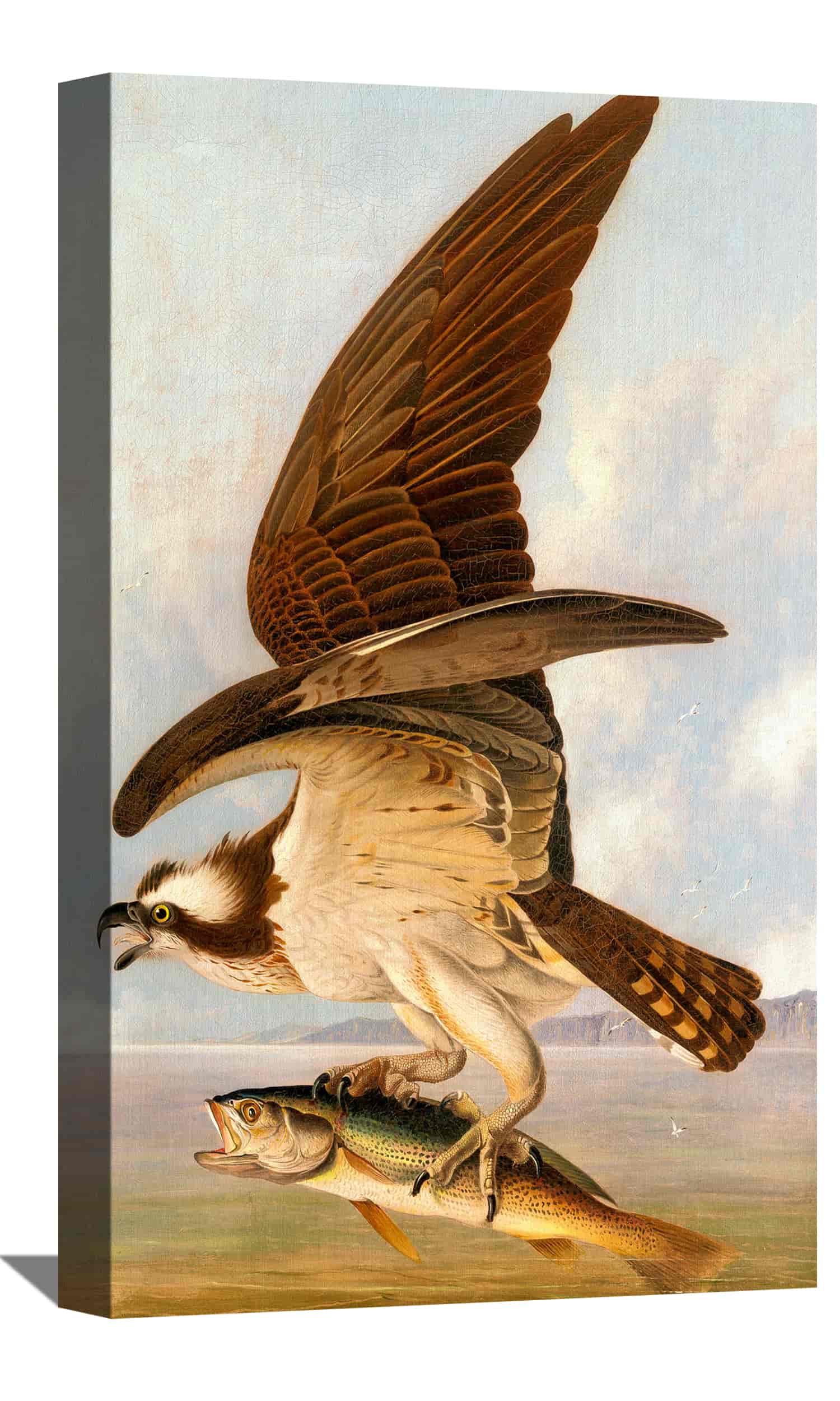 Osprey and Weakfish Canvas Wall Art Osprey and Weakfish Painting Jonh ...